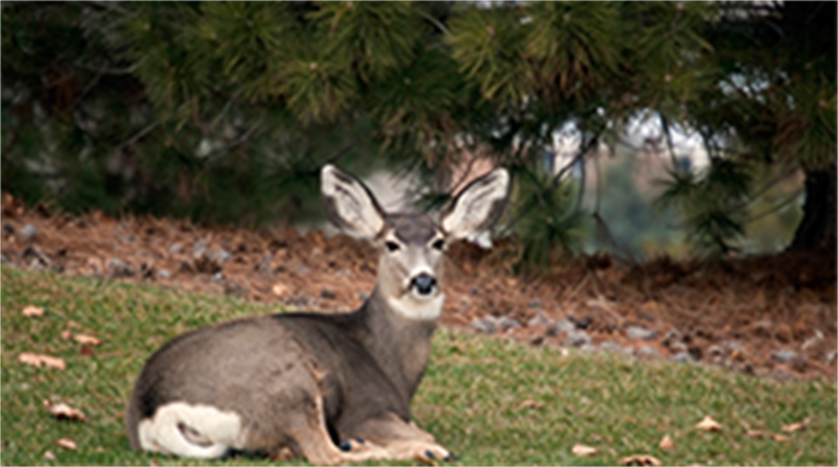 Living with Wildlife - Pittsburgh, PA